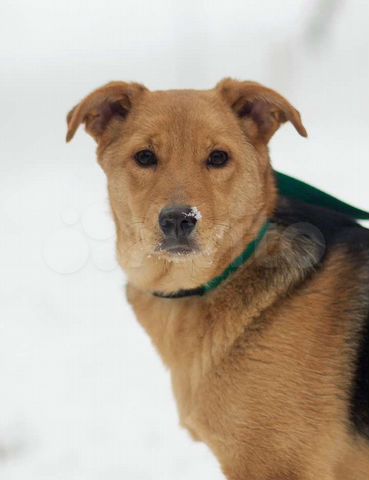 Джуля собака в добрые руки