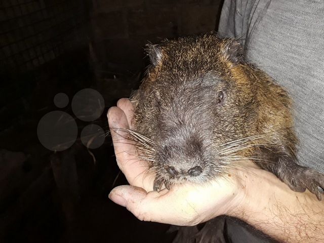 Продам нутрий