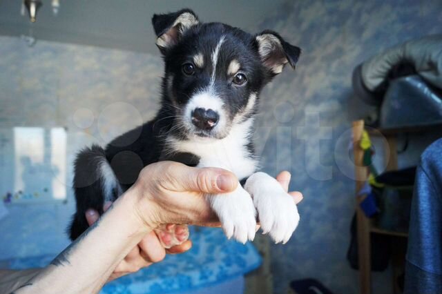 Щенки в добрые руки