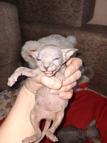 Котятки Донской Сфинкс