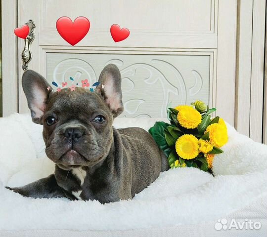 Голубая нежность