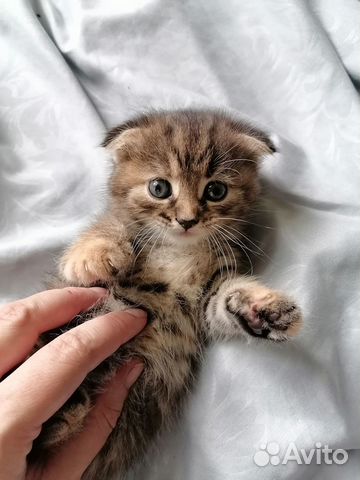 Очаровательные девочки сибирской и шотланд. породы