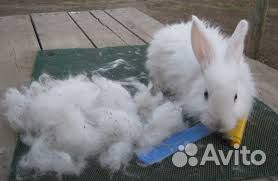 Продам кроликов