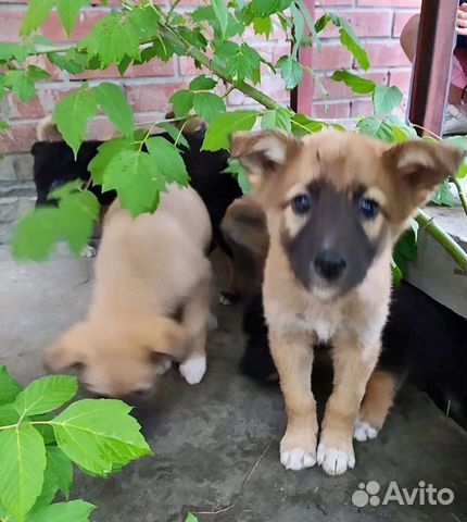 Собачьи детки, которые еще верят и ждут чуда