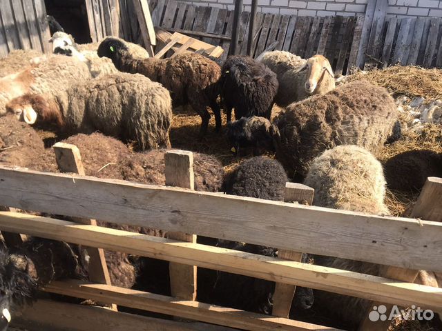 Курдючные бараны овцы
