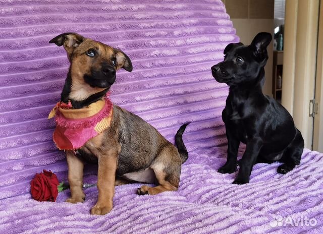 Милейшие щенки 2,5 мес ищут дом