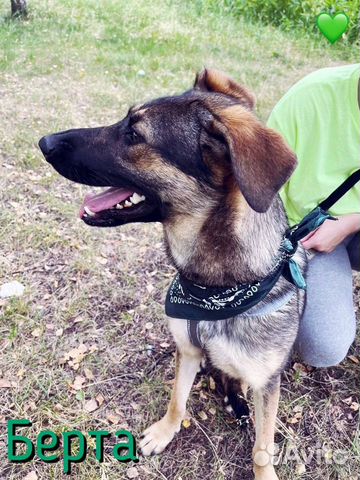 Собака из приюта. Игривая, активная собачка Берта