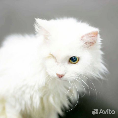 Котята и котики инвалиды в добрые руки