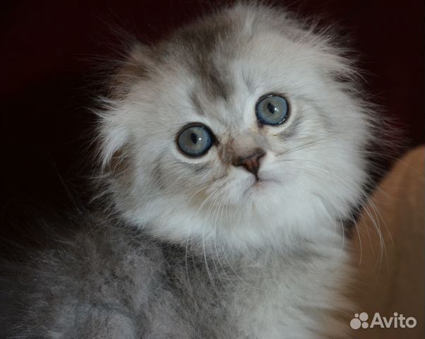 Хайленд серебристая шиншила