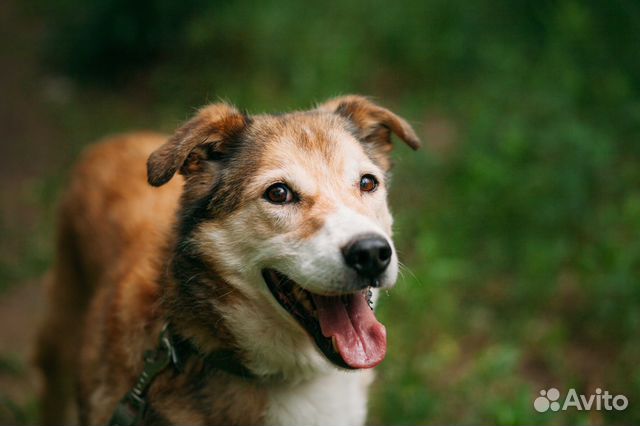 Пес Боцман ищет семью