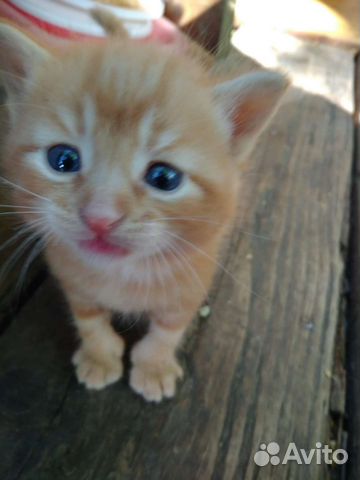 3х недельный котенок один на улице