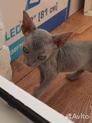 Донской сфинкс