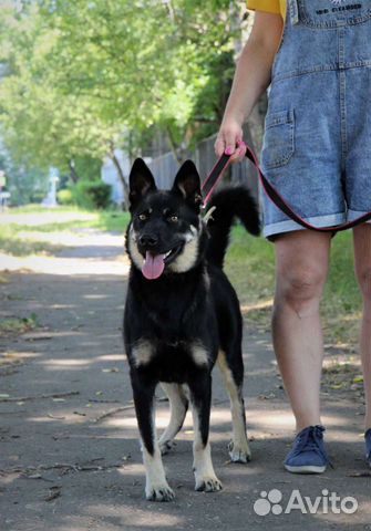 Щенок в добрые руки