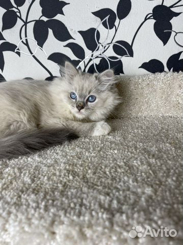 Рэгдолл мальчик Сил Биколор