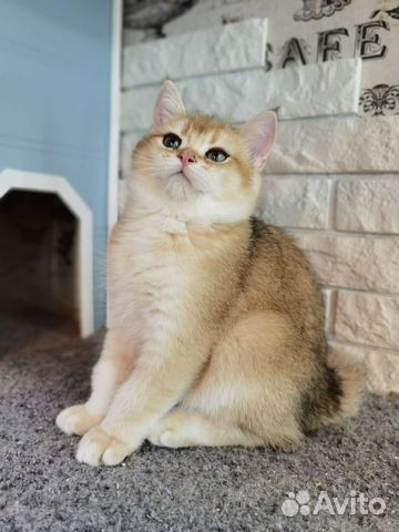 Будущая британская королева