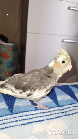 Продам кареллу