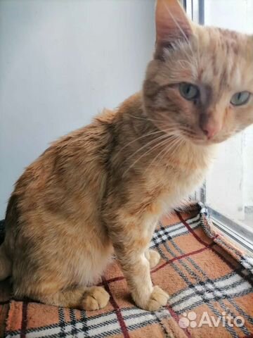 Кот 4 года кастрирован