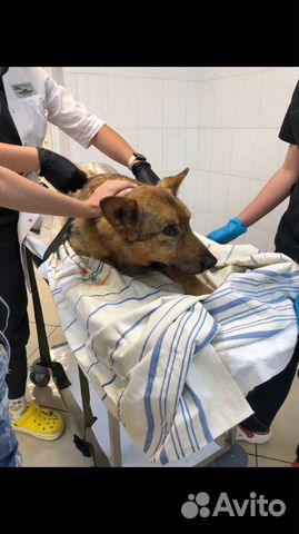 Помогите выжить