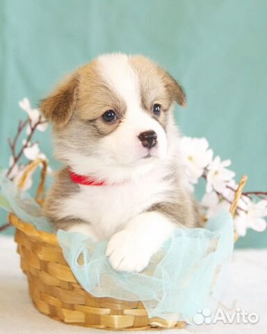 Щенки Корги