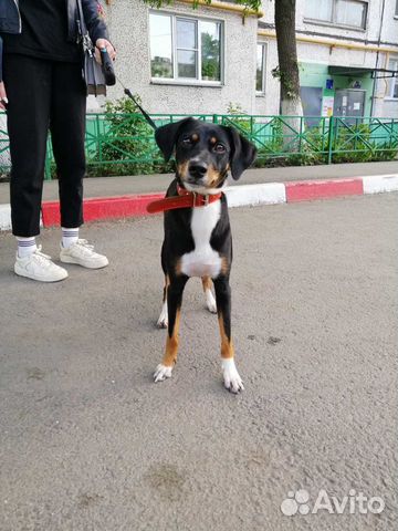 Отдам в добрые руки собаку