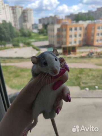 Крысенок Дамбо