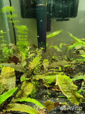 Мальки гуппи бесплатно