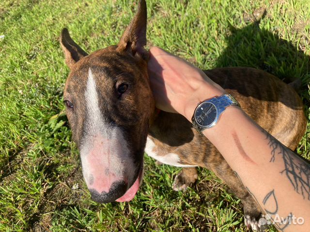 Бультерьер стандарт тигровый (мальчик)