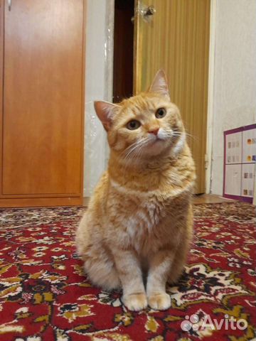 Кошка Лея