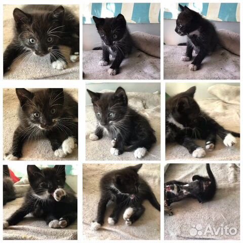 Котята в добрые руки