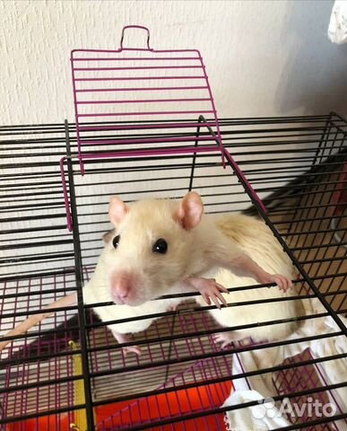 Крыса дамбо с клеткой
