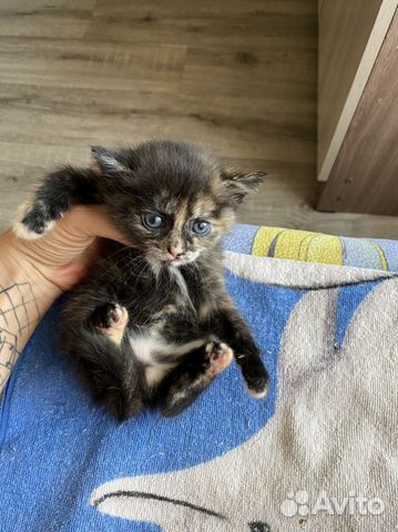 Британские котята короткошерстные