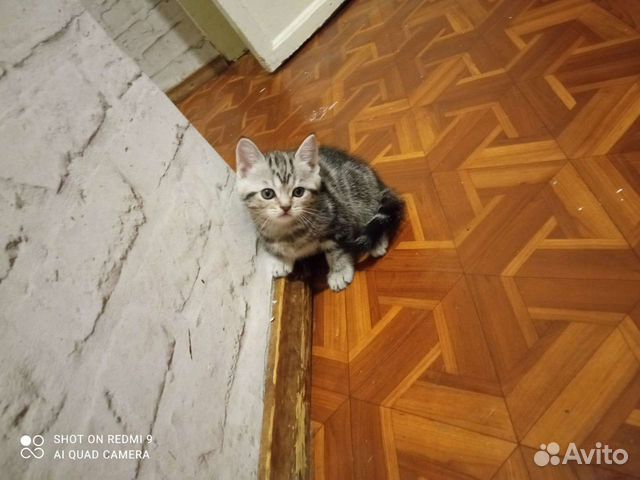 Британские котята