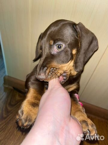 Карликовая такса