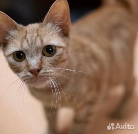 Горошинка ищет семью