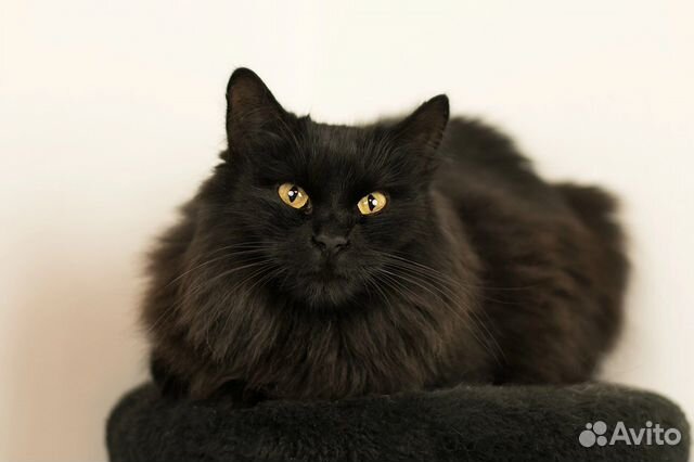 Пушистая Молли ищет дом