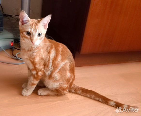 Рыжие мраморные котята в добрые руки бесплатно