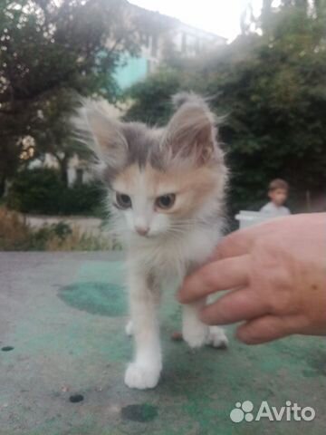 Ангорские котята