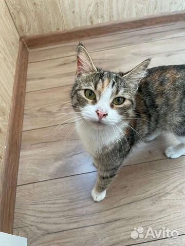 Домашнюю кошку бросили на улице