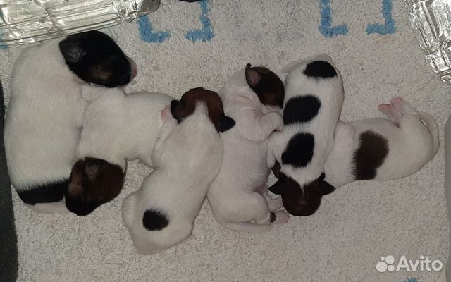 Щенки гладкошерстного фокстерьера