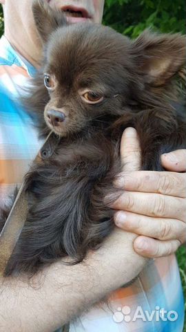 Найдена собачка