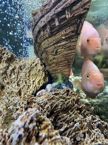 Аквариумная рыба попугай