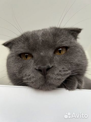 Вислоухий кот вязка