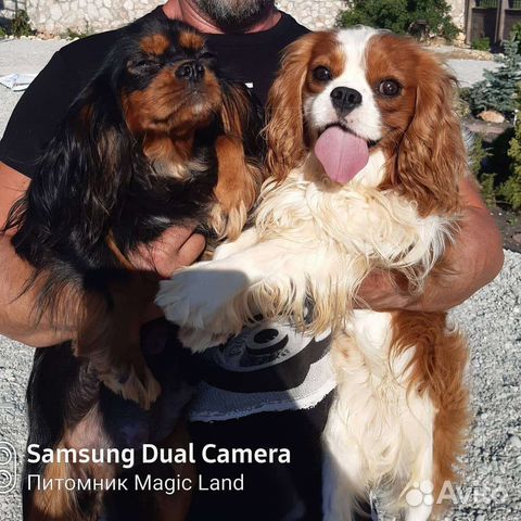 Щенки Кинг чарльз спаниеля