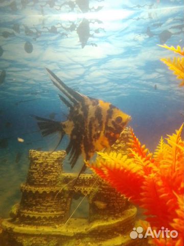 Отдам бесплатно 2 скалярии крупные