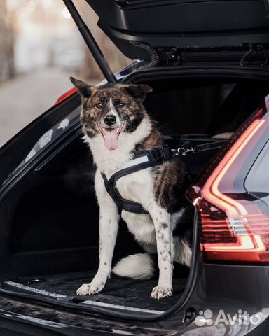 Американская акита фенотип ищет дом