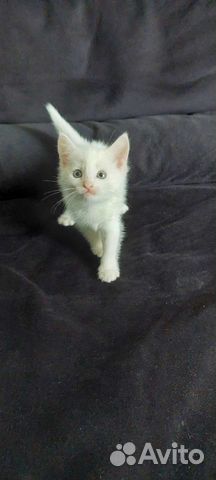Котёнок