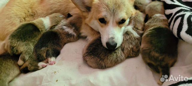 Коржата