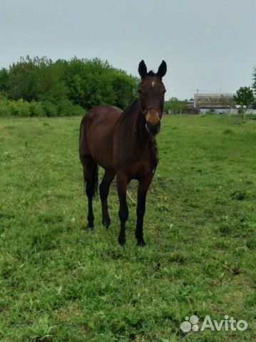 Резвая скаковая лошадь. Возраст 5 лет
