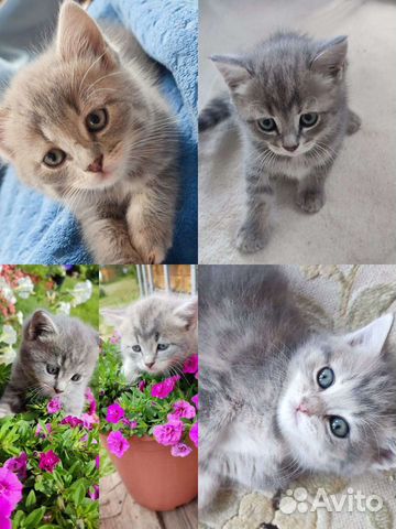 Котята