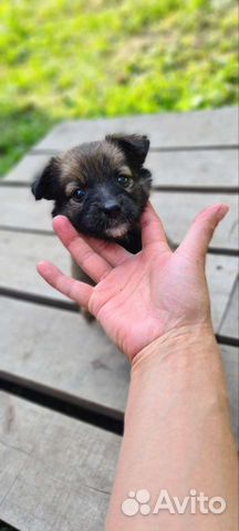 Щенки от маленькой собачки в добрые руки